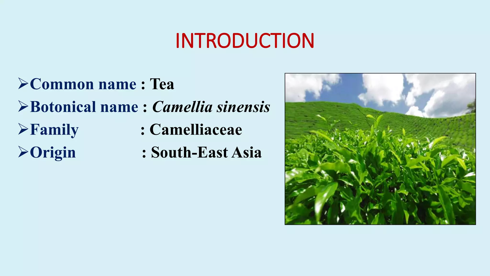 Tea production technology | PPTX