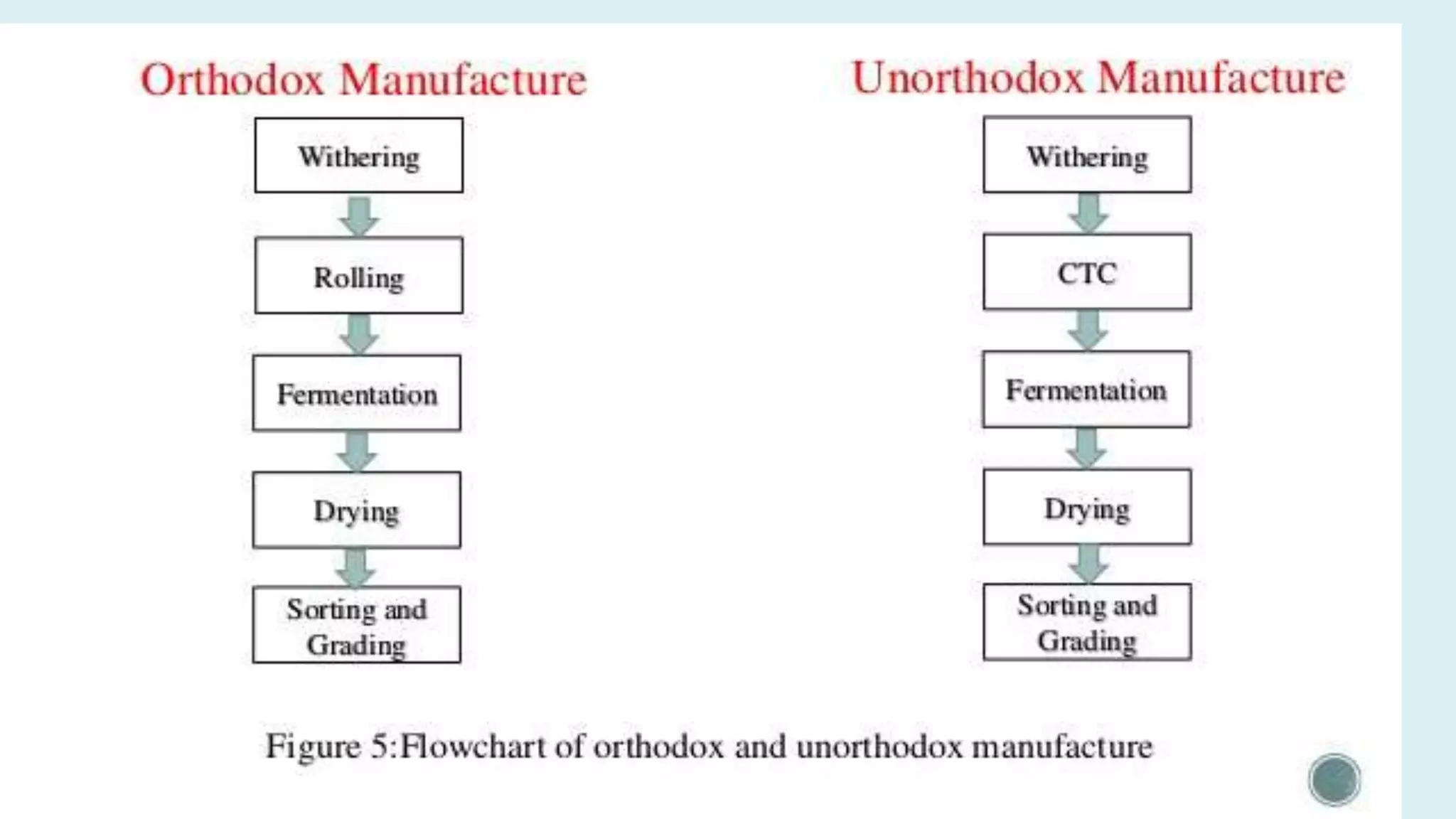 Tea production technology | PPTX