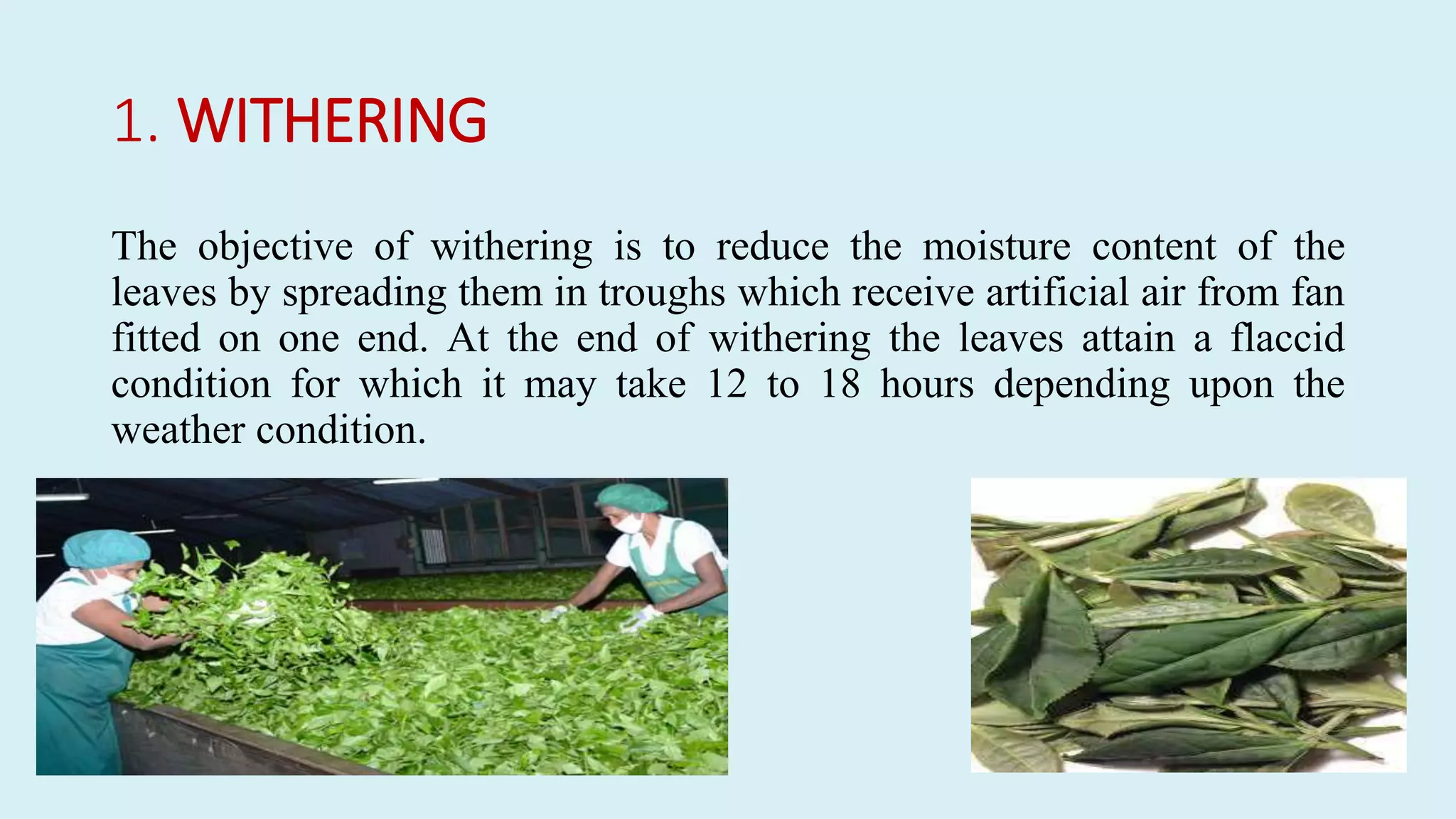 Tea production technology | PPTX