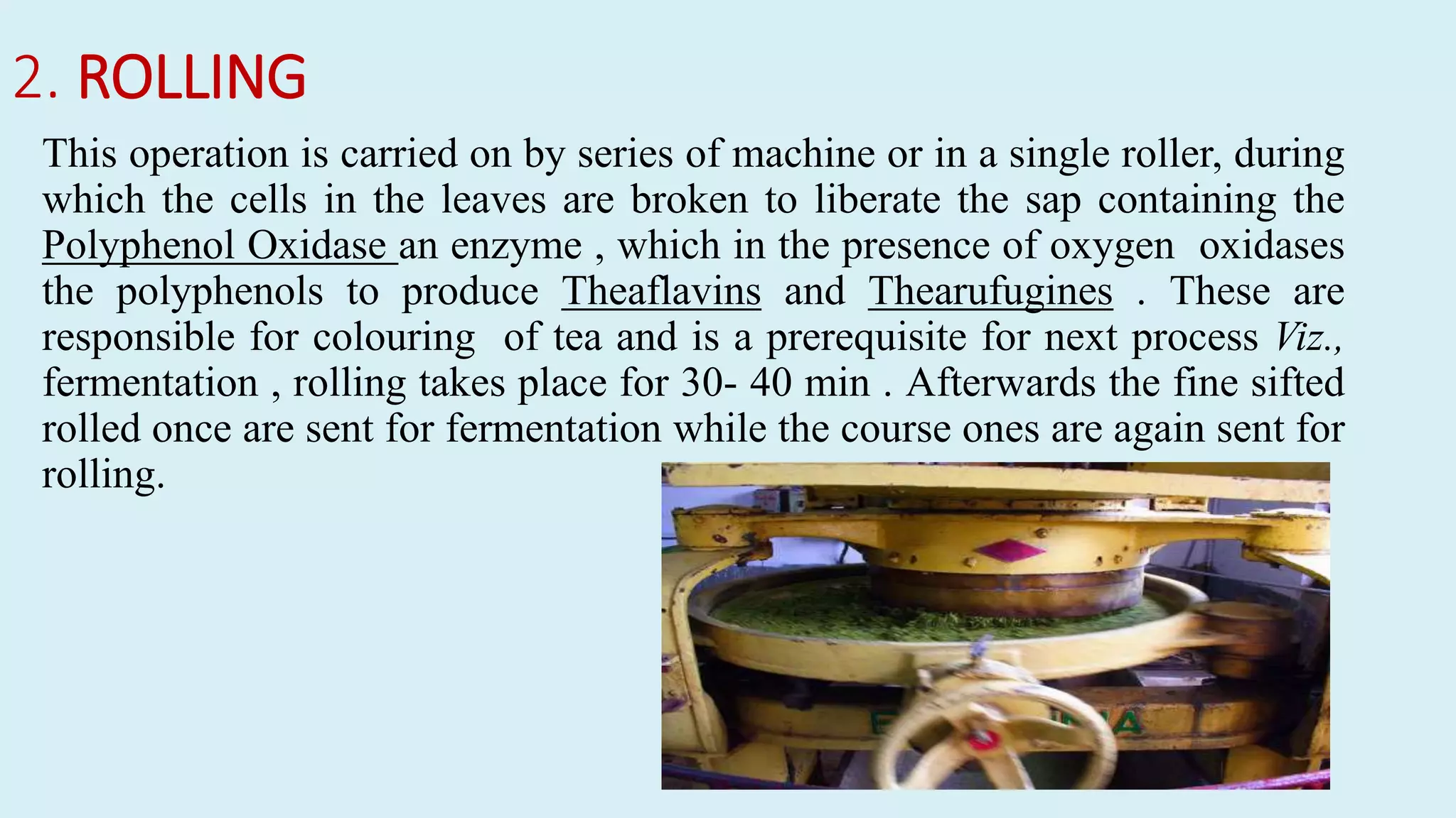 Tea production technology | PPTX