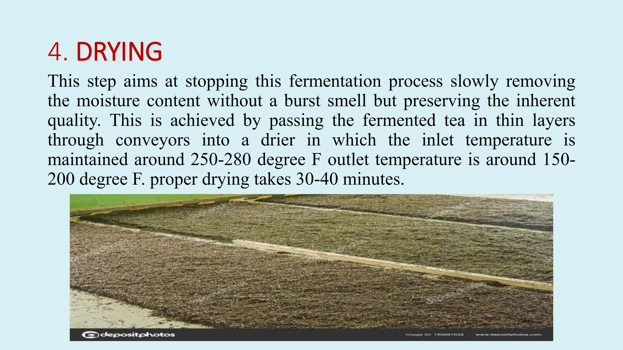 Tea production technology | PPTX