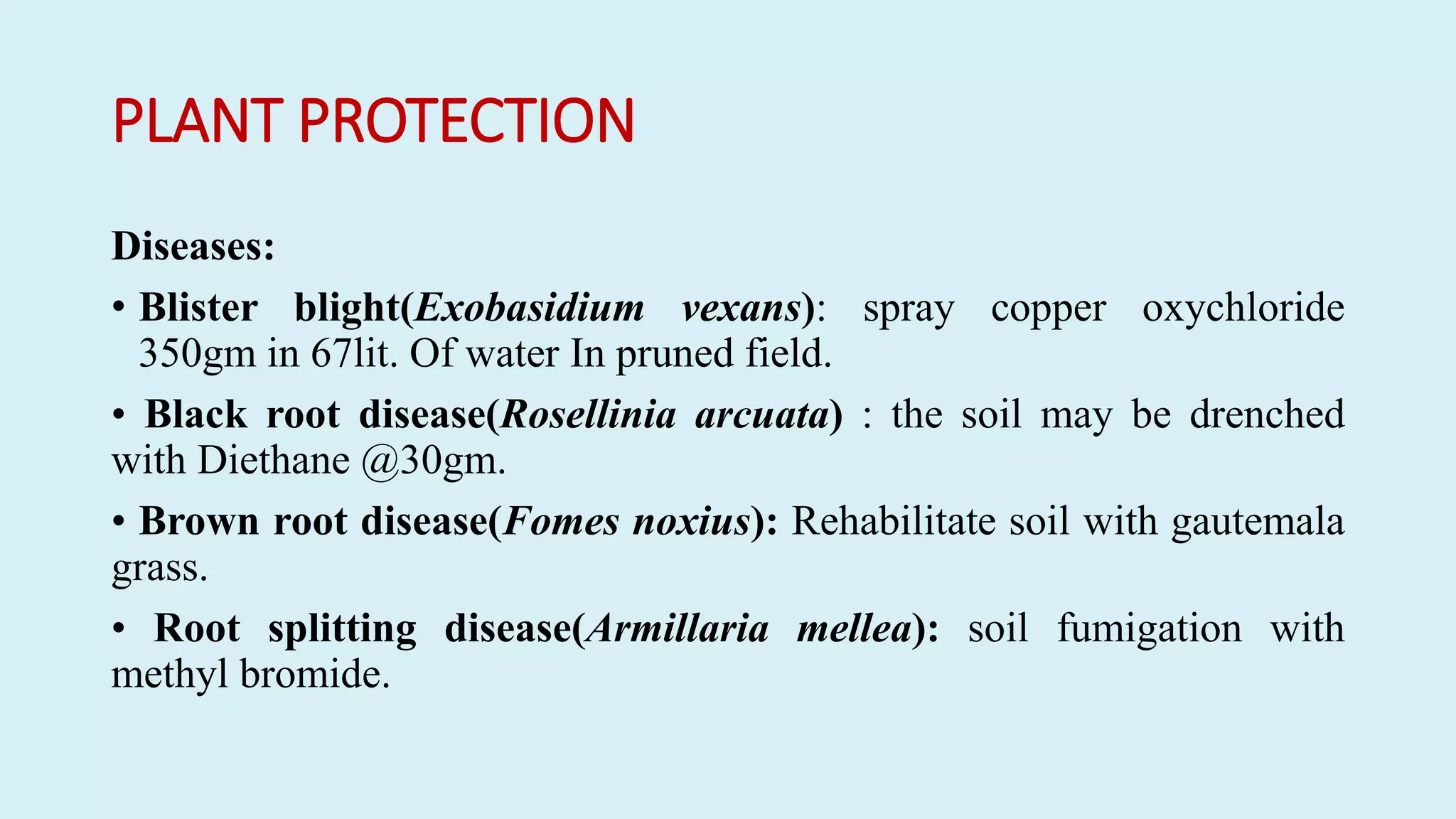 Tea production technology | PPTX