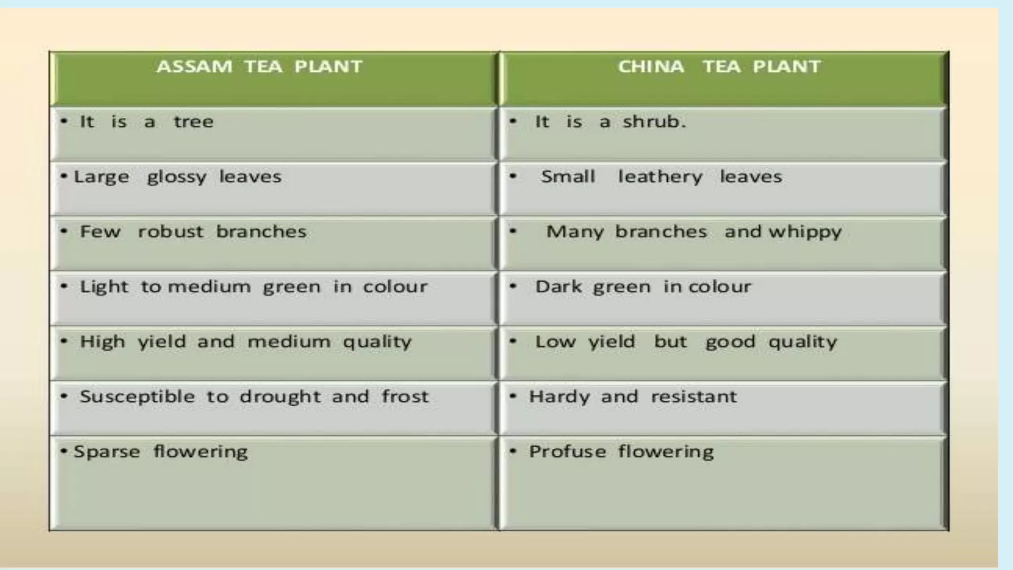 Tea production technology | PPTX