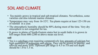 Tea production technology | PPTX