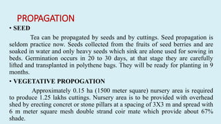 Tea production technology | PPTX