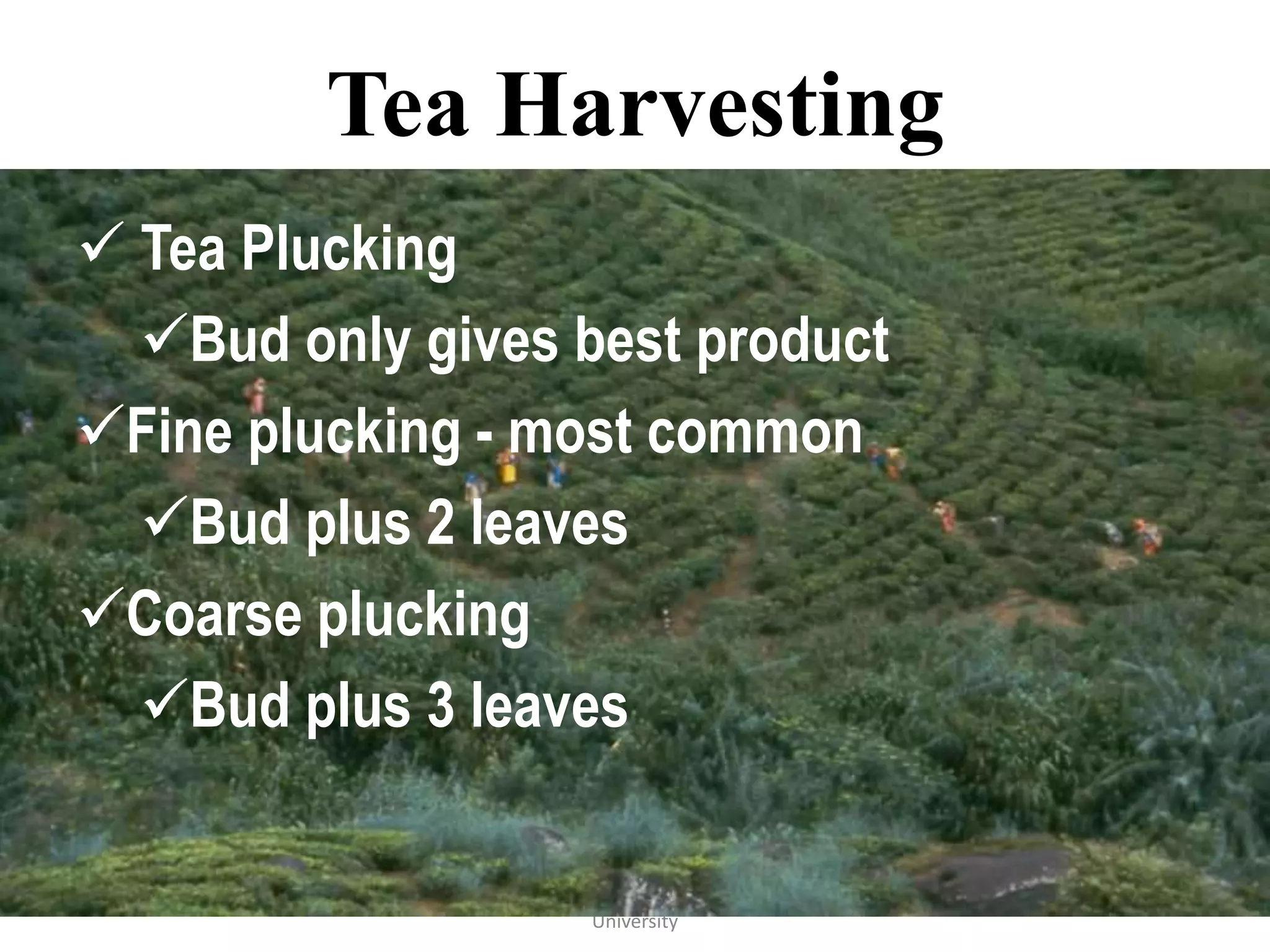 tea ppt.ppt