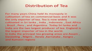 T.STERLIN production Technology of tea presentation .pptx