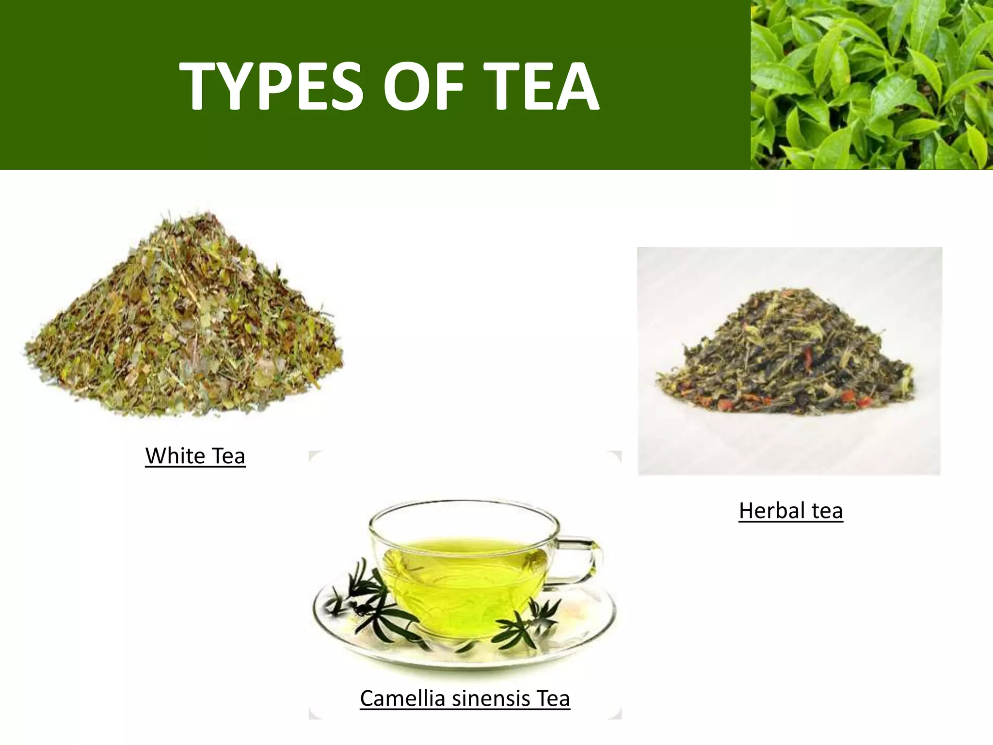 Tea presentation | PPTX