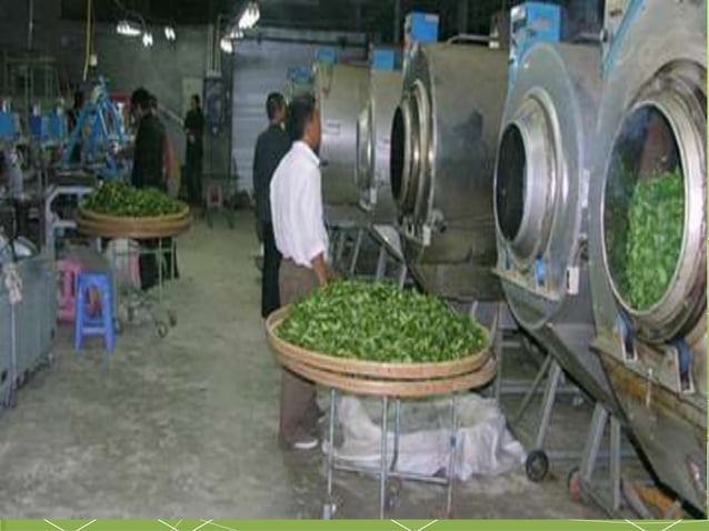 Tea Processing.pptx