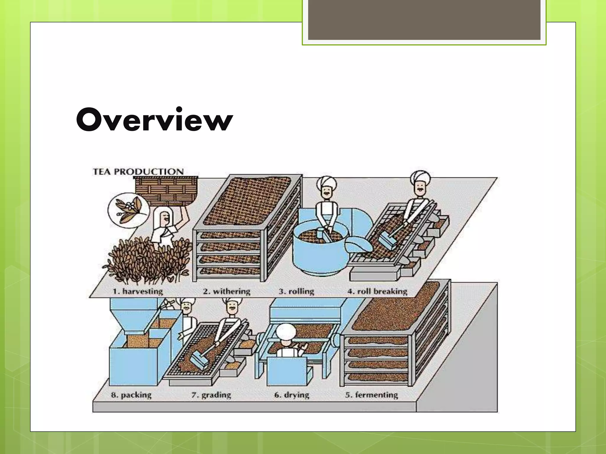 Tea processing by abdul nasir | PPTX