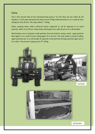 Tea production process | PDF