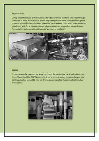 Tea production process | PDF