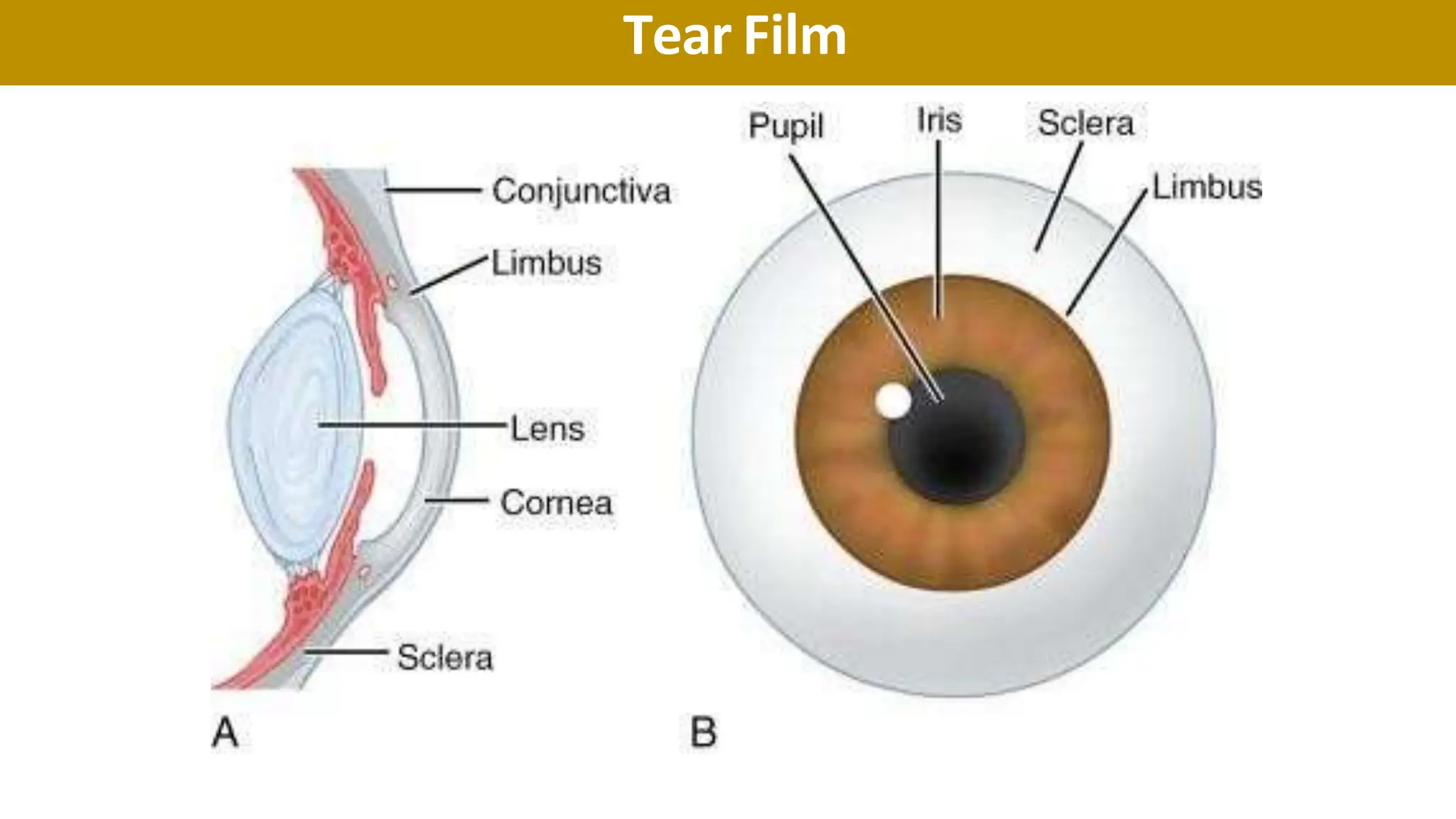 tearfilmdynamics-presentation opthalmology | PPTX