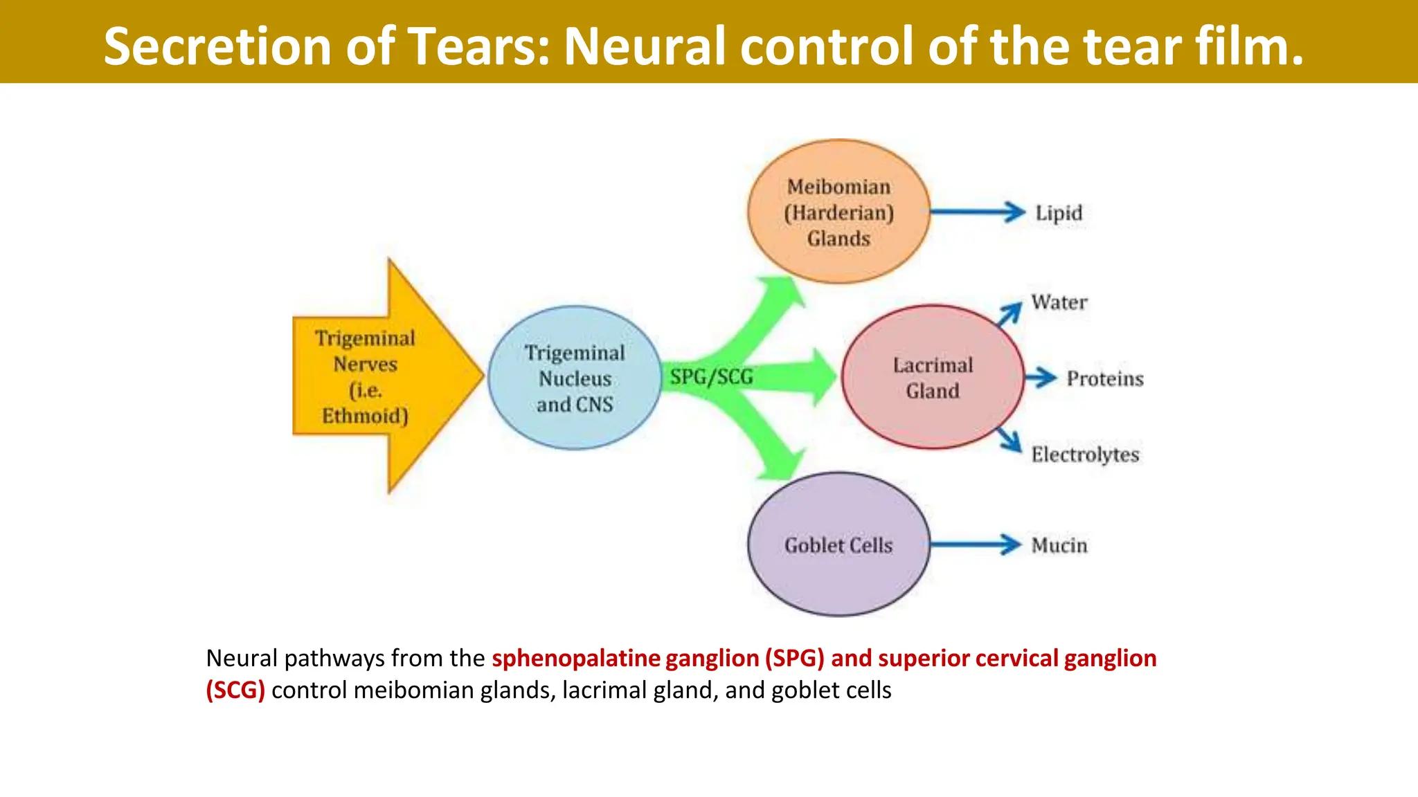 tearfilmdynamics-presentation opthalmology | PPTX