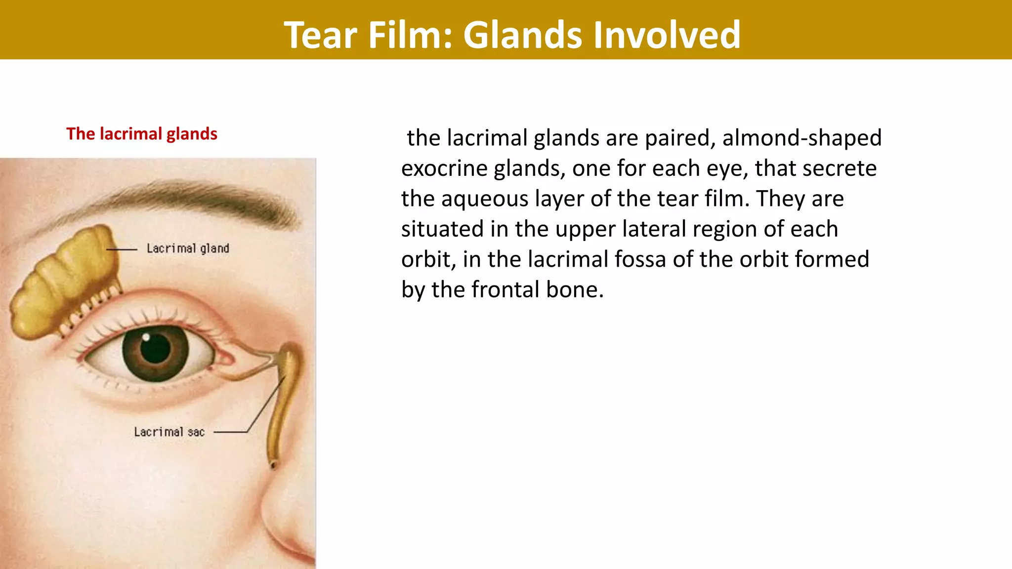 Tear film | PDF