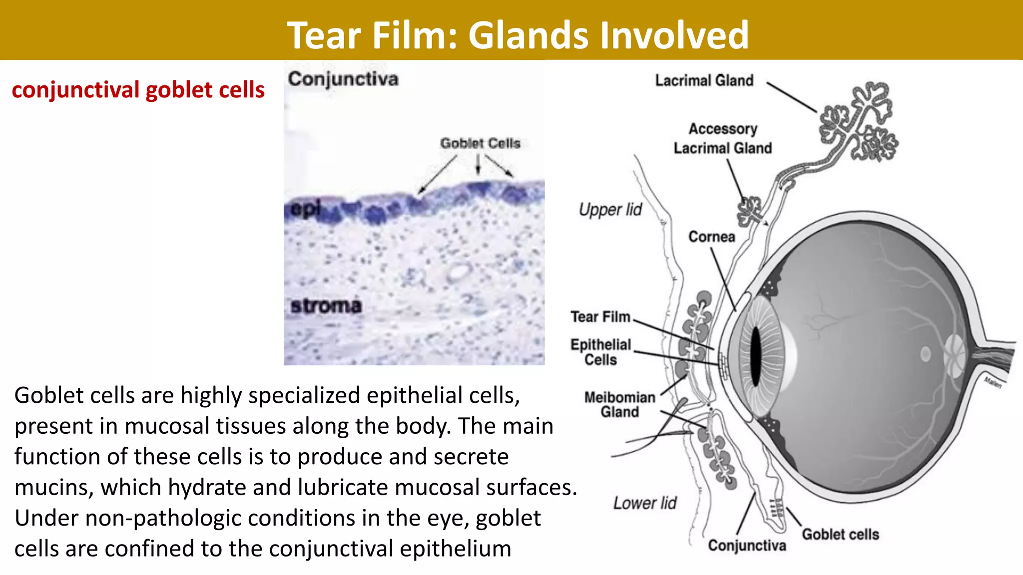 Tear film | PDF