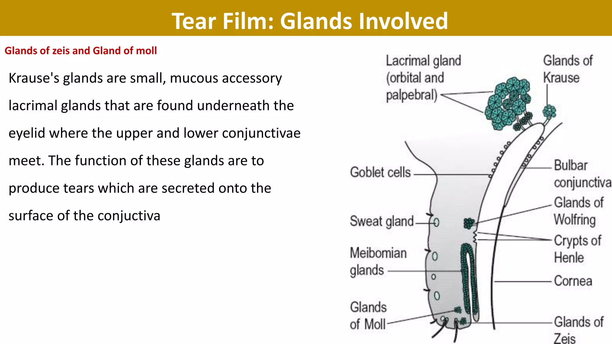 Tear film | PDF