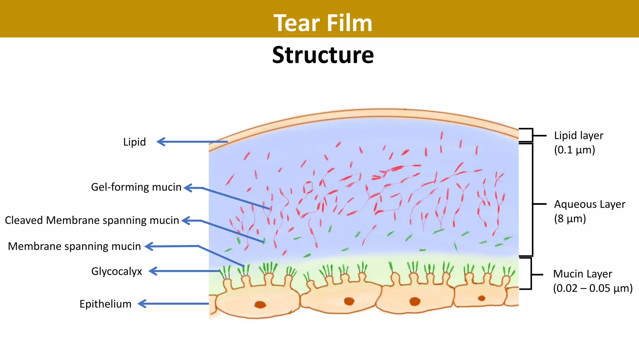 Tear film | PDF