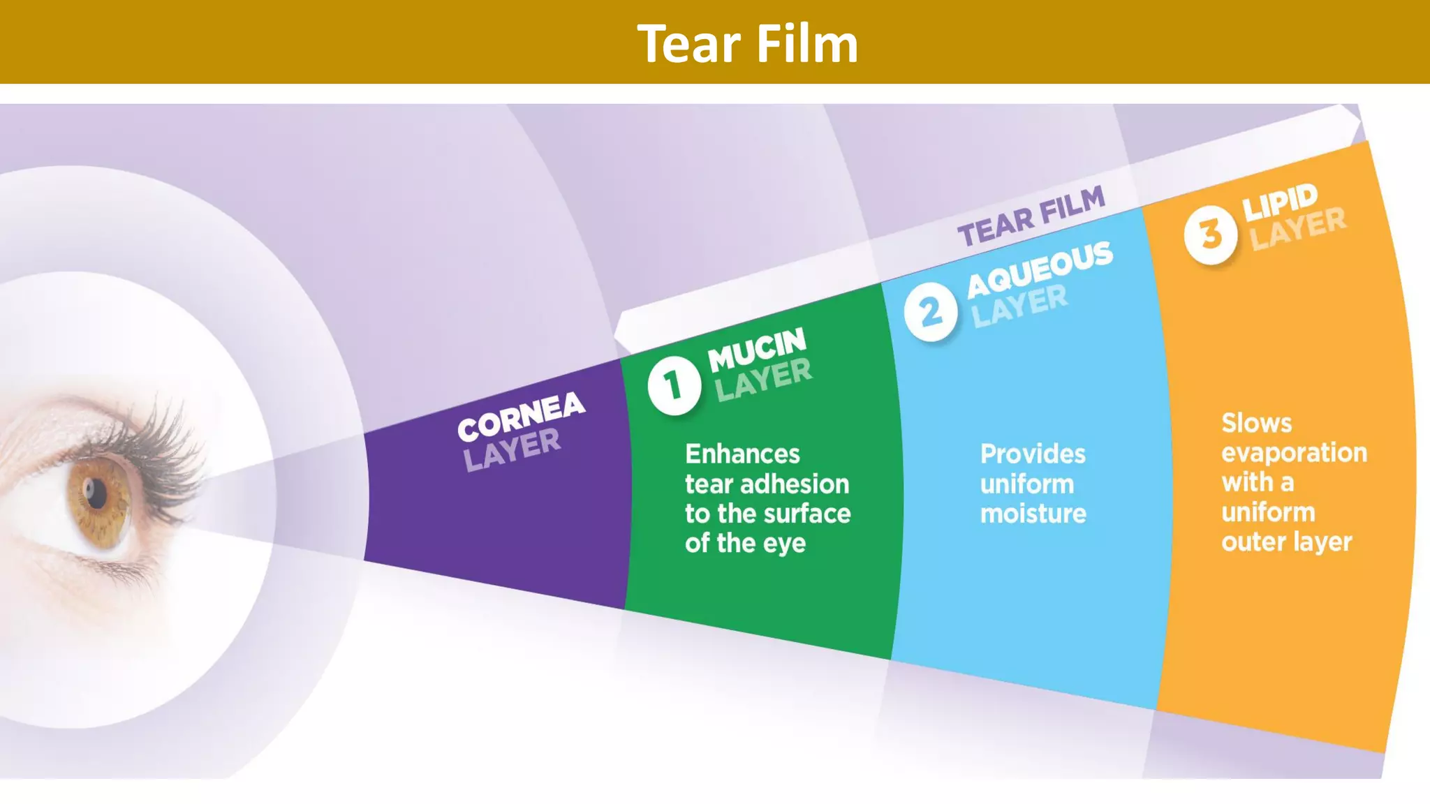 Tear film | PDF