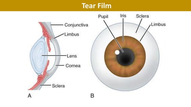 Tear film | PDF