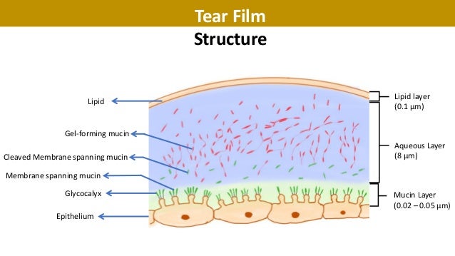 Tear film