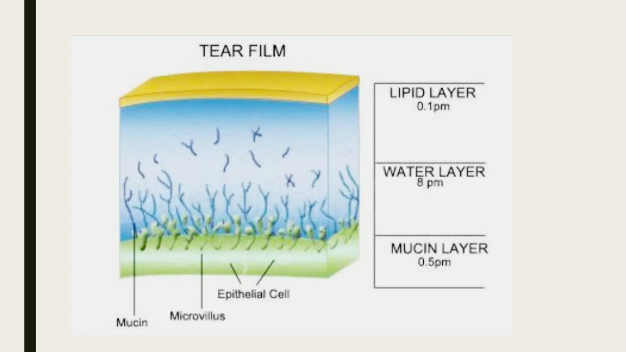 ANATOMY & PHYSIOLOGY OF TEAR FILM FOR CONTACT LENS FITTING.pdf | Eye ...