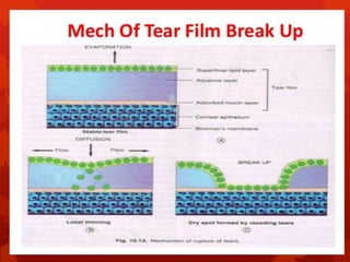 Tear film and dynamics | PPTX