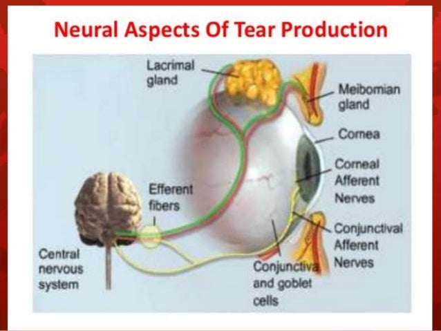 Tear film and dynamics sivateja