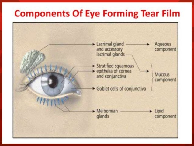 Tear film and dynamics sivateja