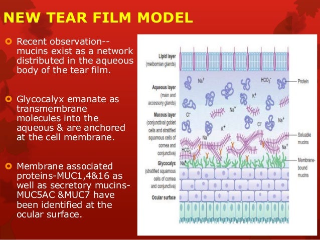 Tear film and dynamics sivateja