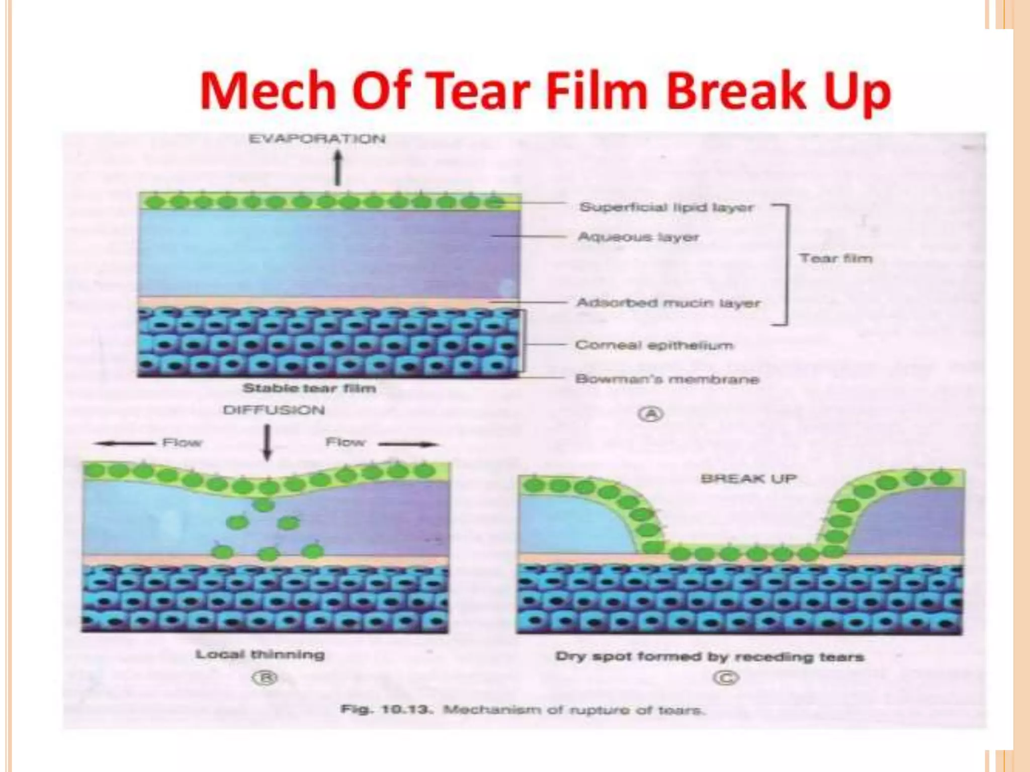 Tear film Dr Ferdous | PPTX