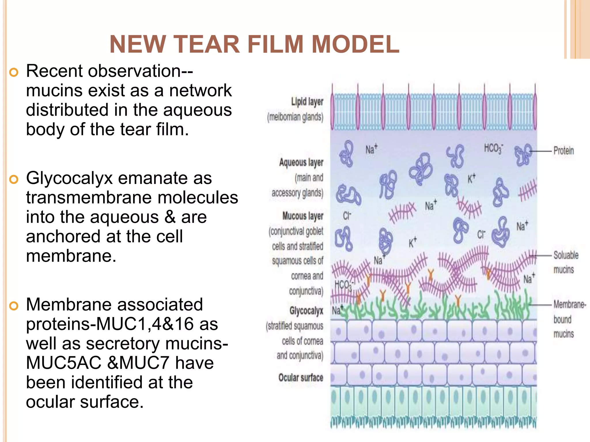 Tear film Dr Ferdous | PPTX