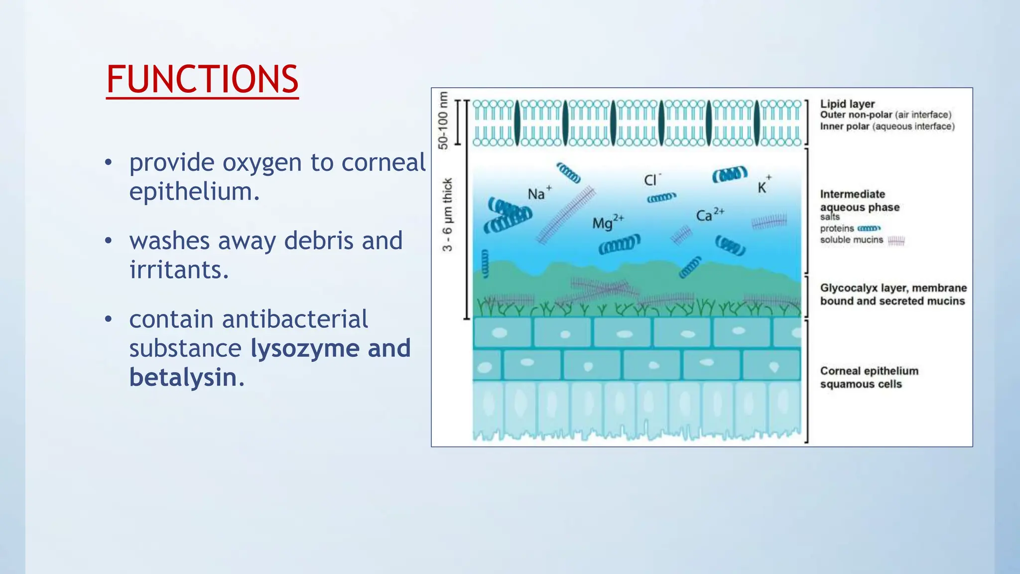 TEAR FILM PHYSIOLOGY Presentation ophthal | PPTX