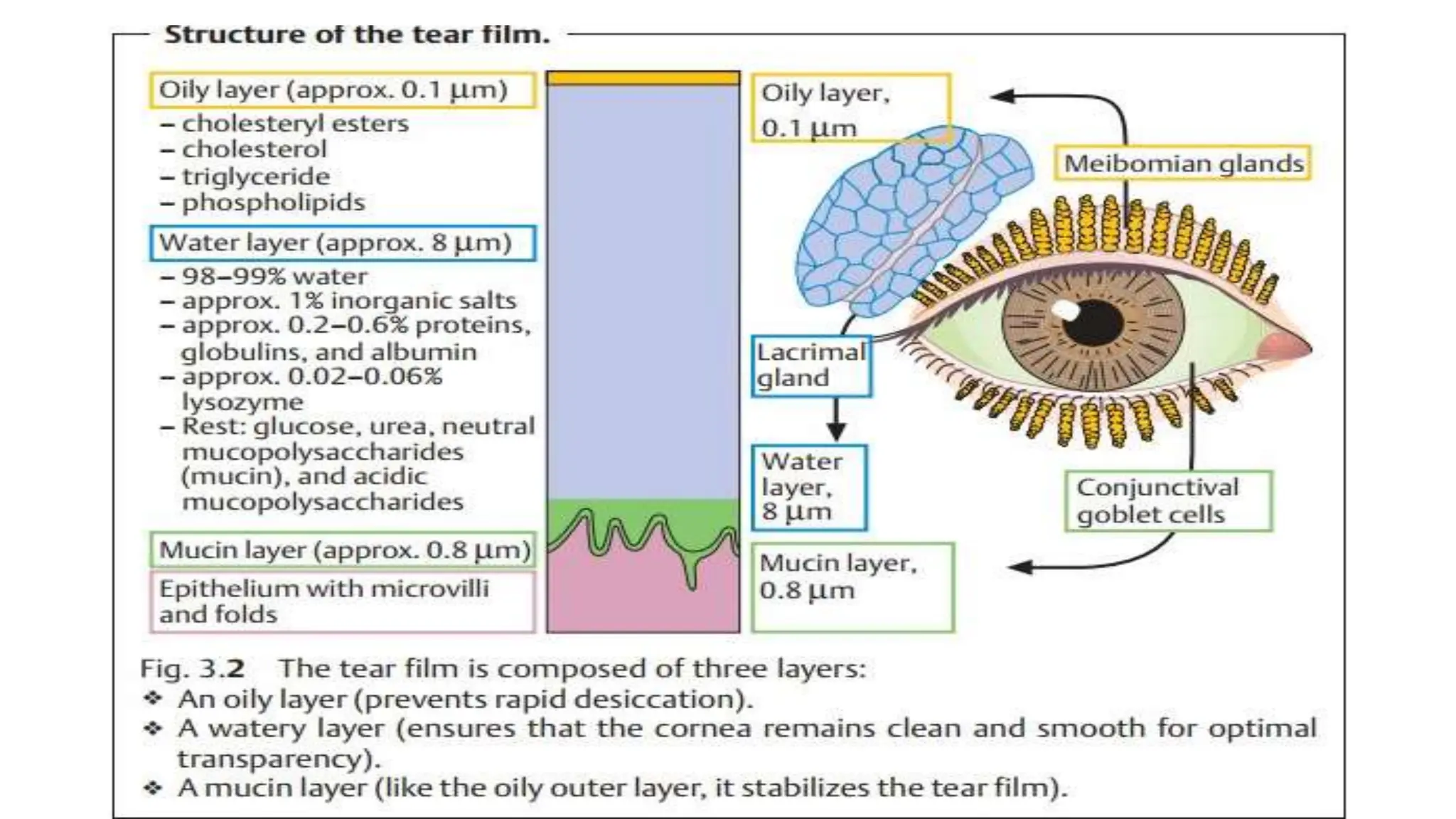 TEAR FILM STRUCTURE AND ITS DYNAMICS BY DR. GUDIYA RANA (1).pptx