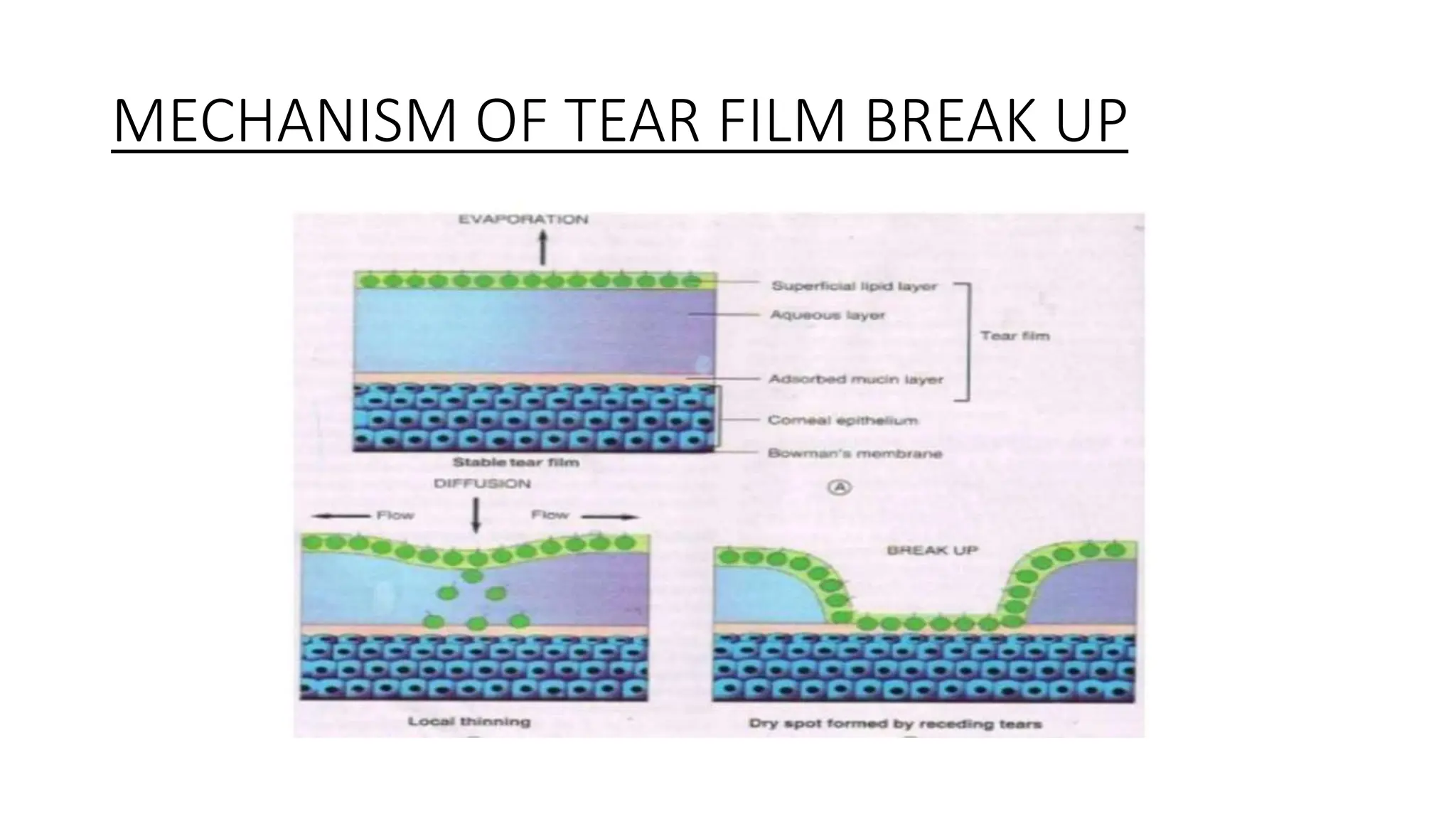 TEAR FILM STRUCTURE AND ITS DYNAMICS BY DR. GUDIYA RANA (1).pptx