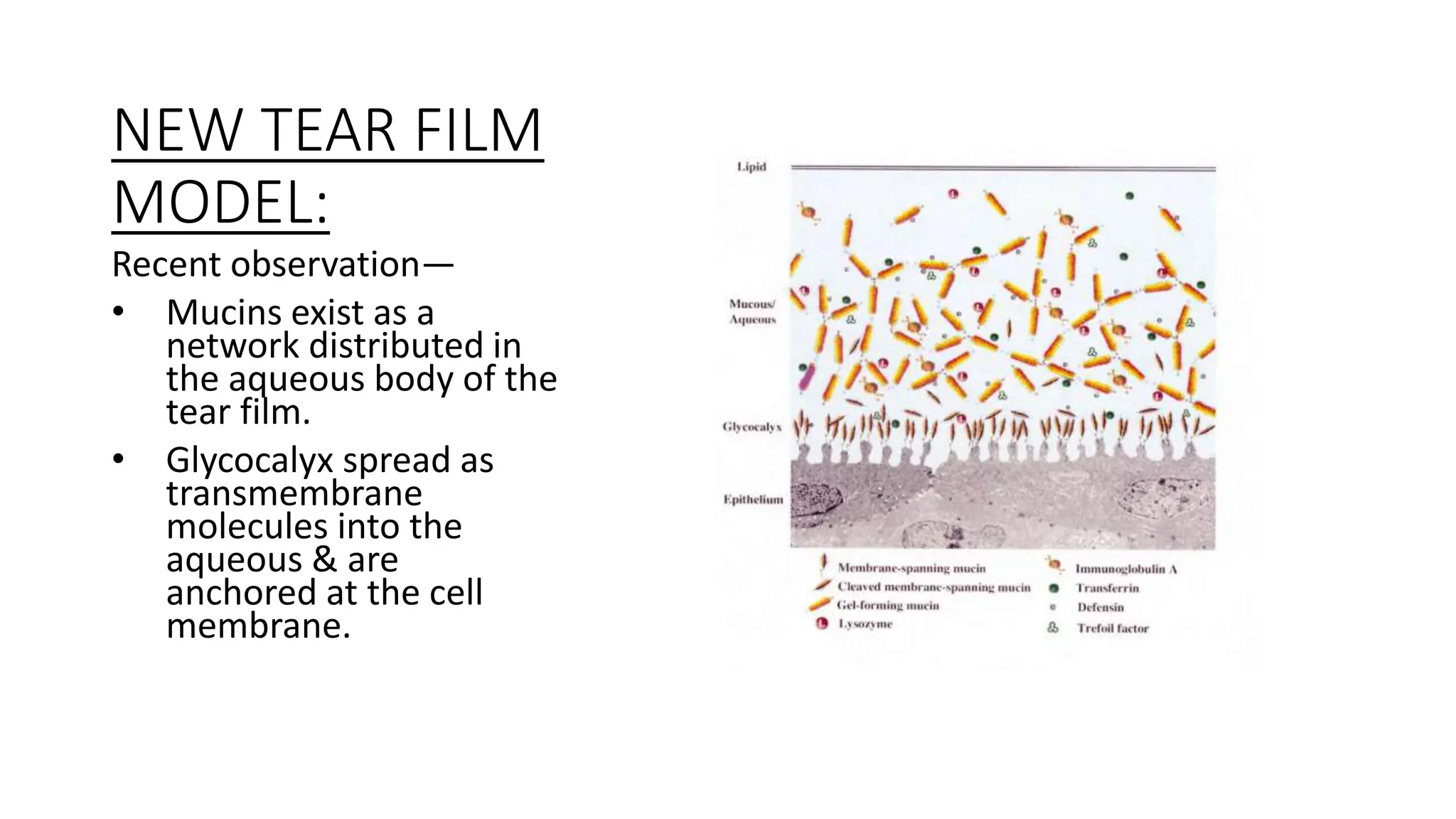 TEAR FILM STRUCTURE AND ITS DYNAMICS BY DR. GUDIYA RANA (1).pptx