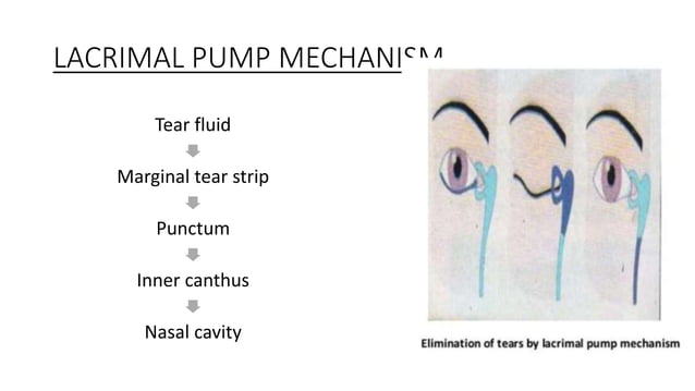 TEAR FILM STRUCTURE AND ITS DYNAMICS BY DR. GUDIYA RANA (1).pptx | Eye ...