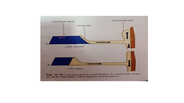 TEAR FILM STRUCTURE AND ITS DYNAMICS BY DR. GUDIYA RANA (1).pptx | Eye ...