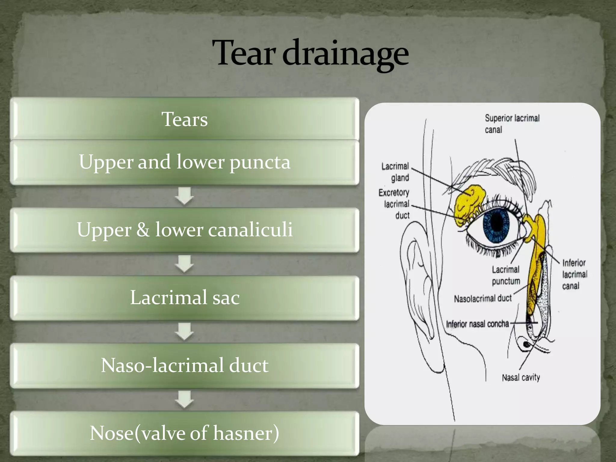 Tear film test | PPTX