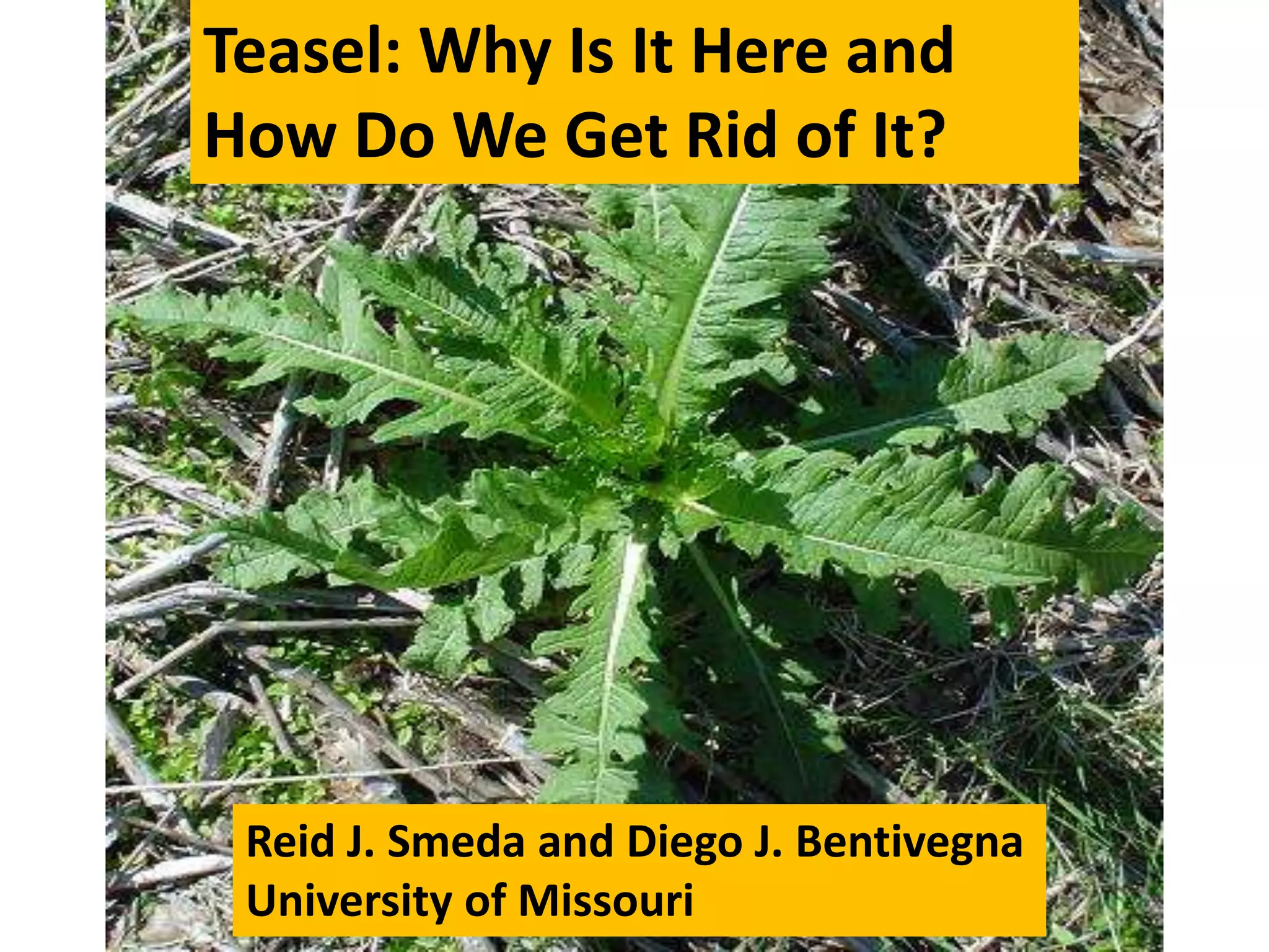 Teasel: Why is it Here and How Do We Get Rid | PPT