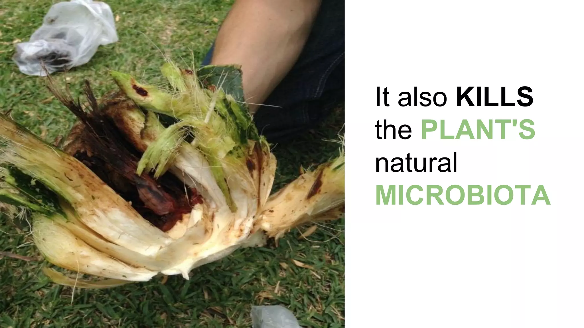 Teaser deck Microendo | PPT