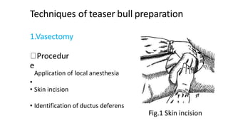 Teasure bull preparation | PPTX