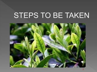 Tea tablets a new product launch | PPTX