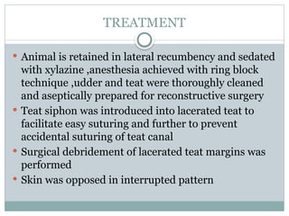Teat affections in bovines and their management.pptx