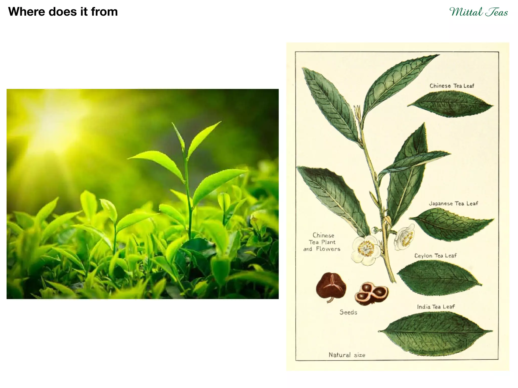 Tea talk by Vikram Mittal | PDF