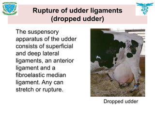 Teat surgery | PPTX