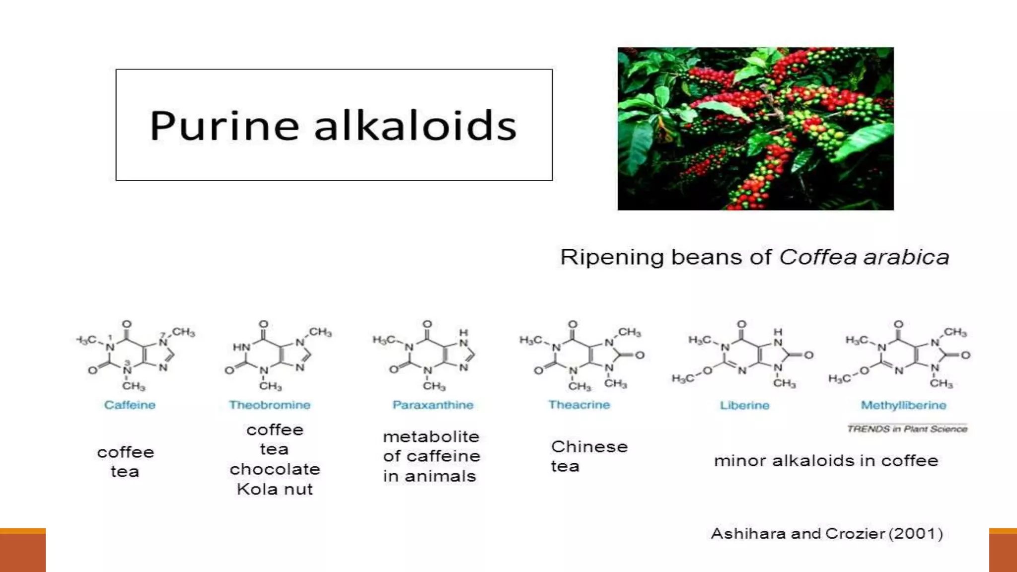 Purine alkaloids and Tea | PPT