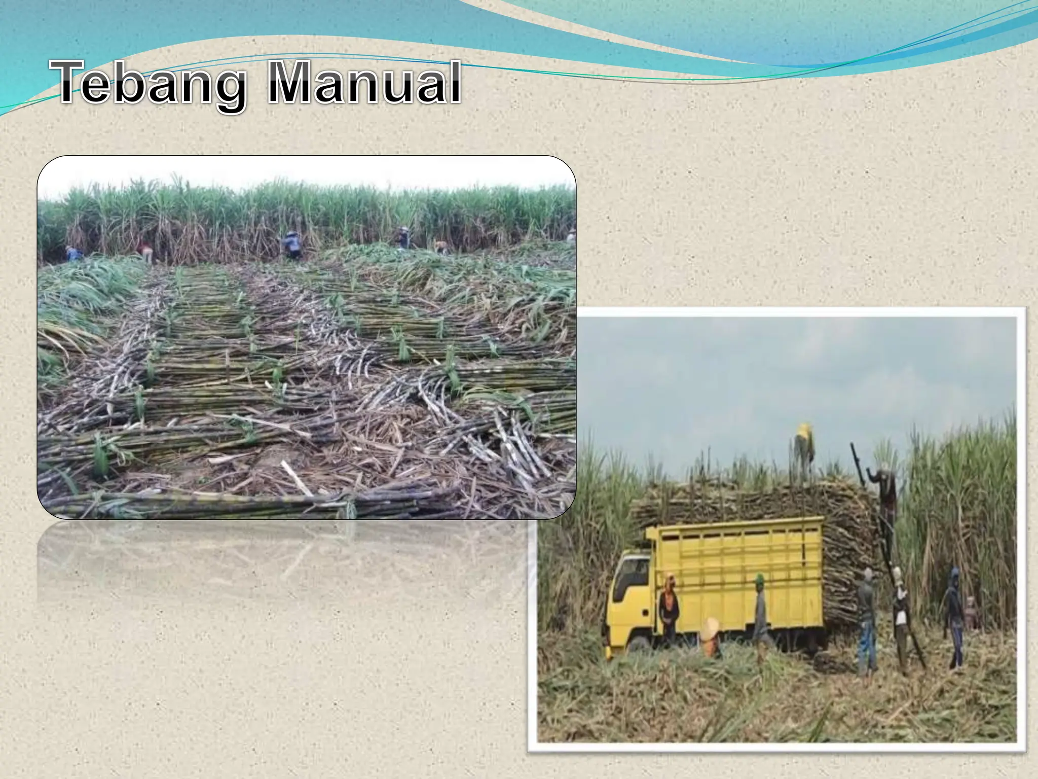 TEBANG MUAT ANGKUT TANAMAN TEBU DI PTPN.pptx