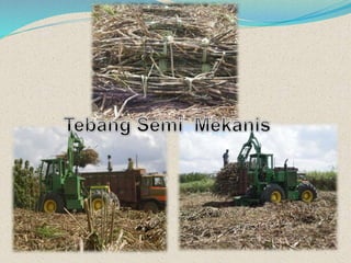 TEBANG MUAT ANGKUT TANAMAN TEBU DI PTPN.pptx