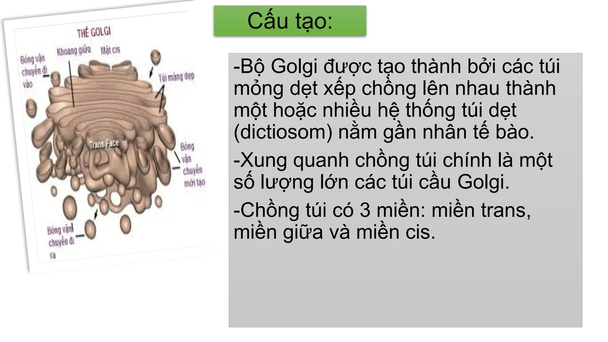 Te bao chat va cac bao quan trong te bao | PPTX